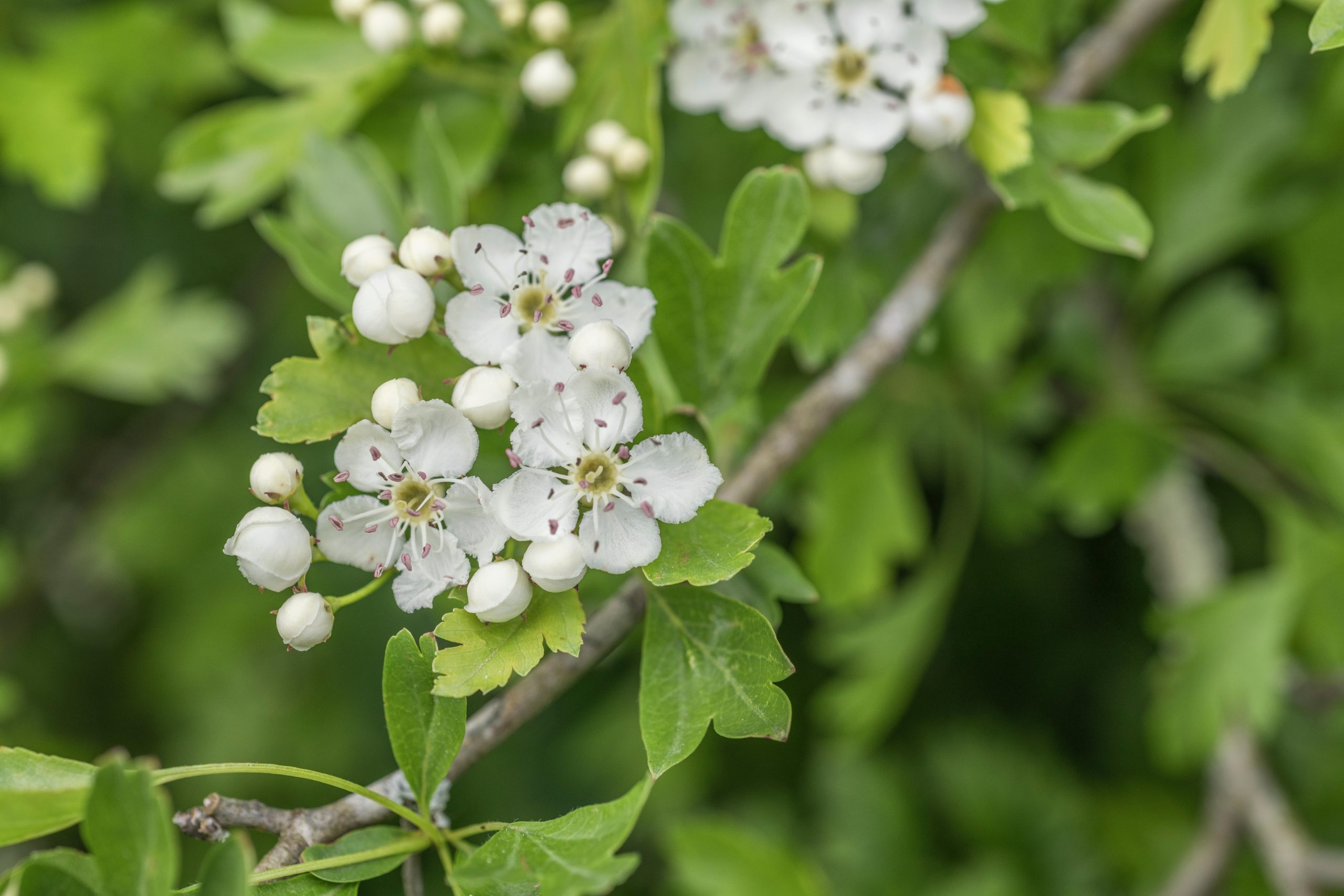 Aubépine - Bienfaits et utilisation - Yvonelise